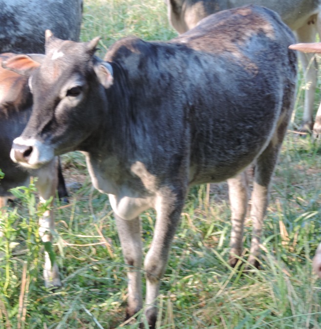 Miniature Dairy Cattle